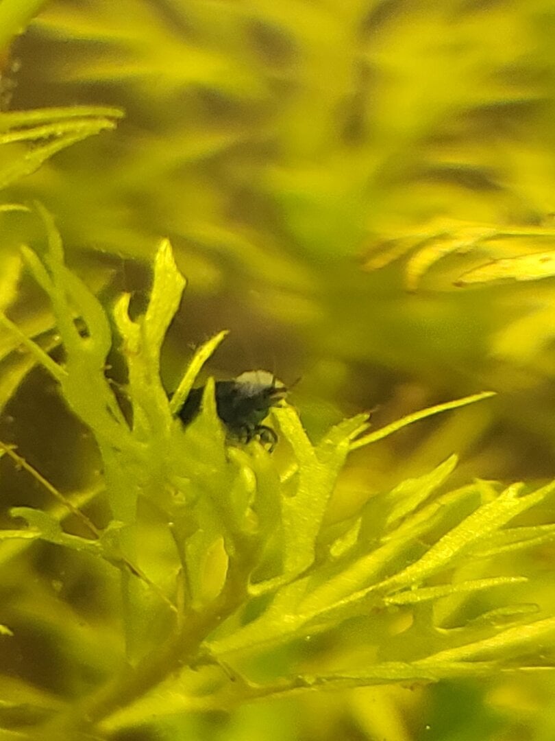 Fuzzy shrimp - Diseases - Aquarium Co-Op Forum
