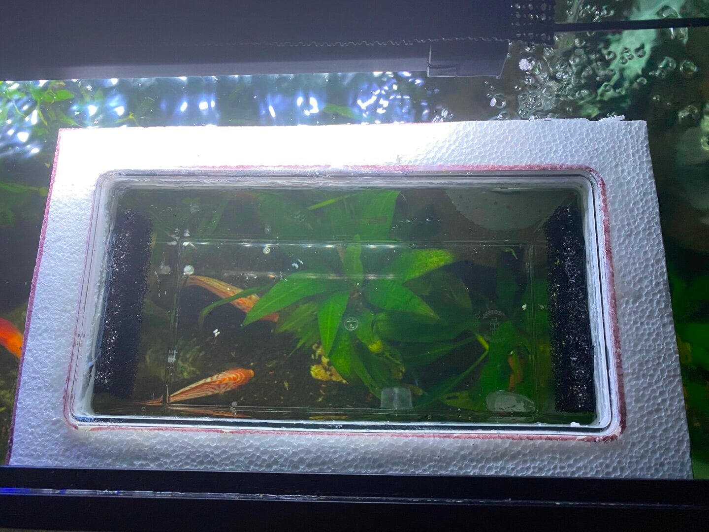 Floating Fry Tray DIY - Fish Breeding - Aquarium Co-Op Forum