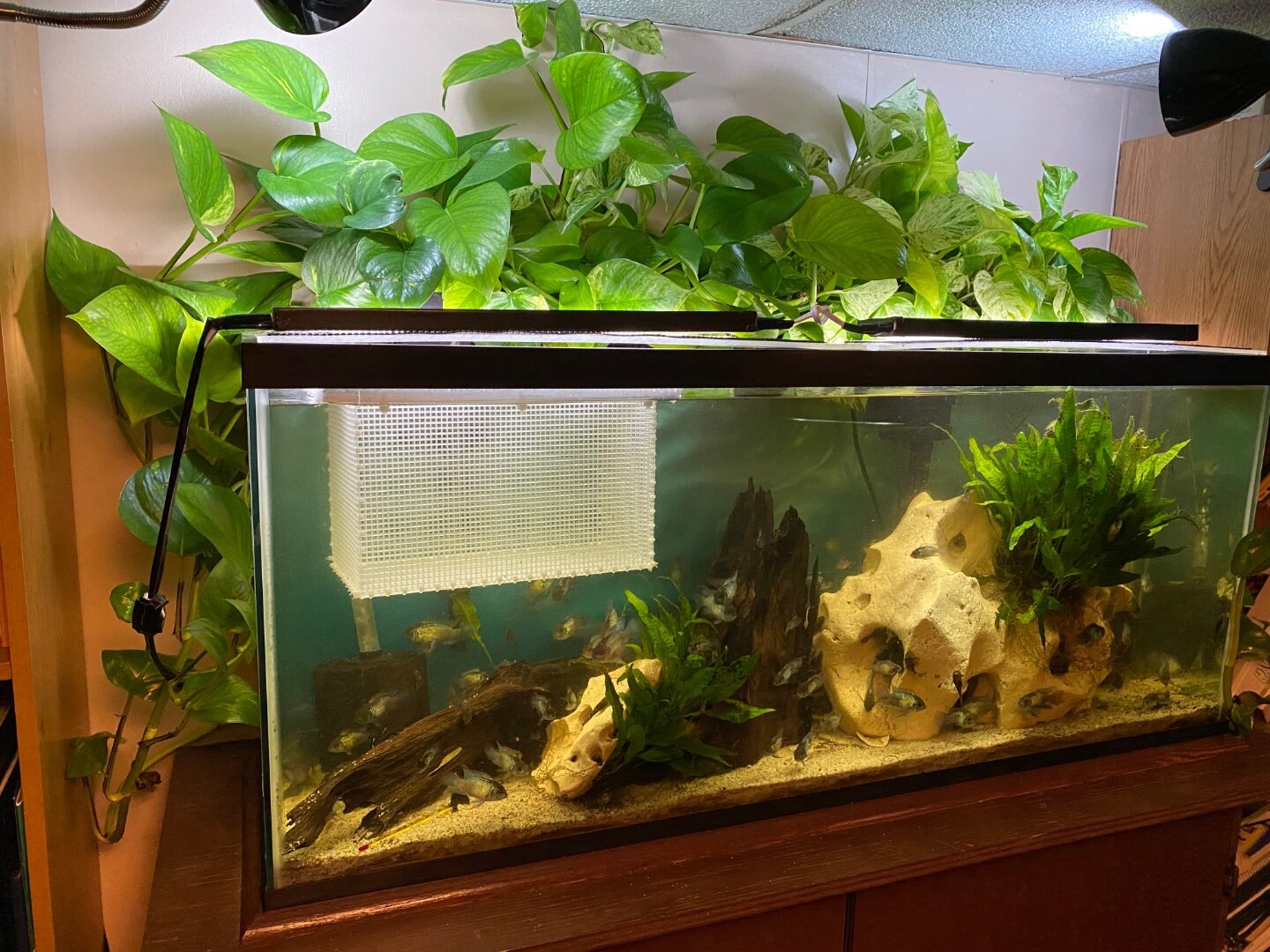 DIY Containment Net Build - Photos, Videos & Journals - Aquarium Co-Op ...