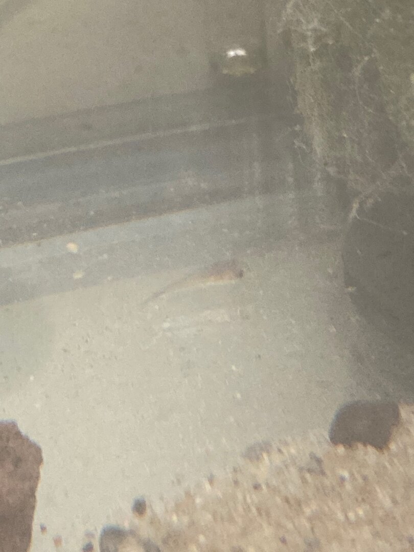 Internal Parasites Ravaging a Cory - Diseases - Aquarium Co-Op Forum