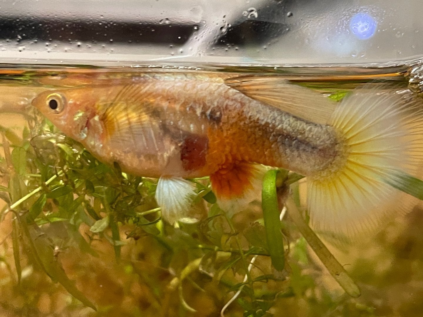 Potential fish TB (tuberculosis) - Diseases - Aquarium Co-Op Forum