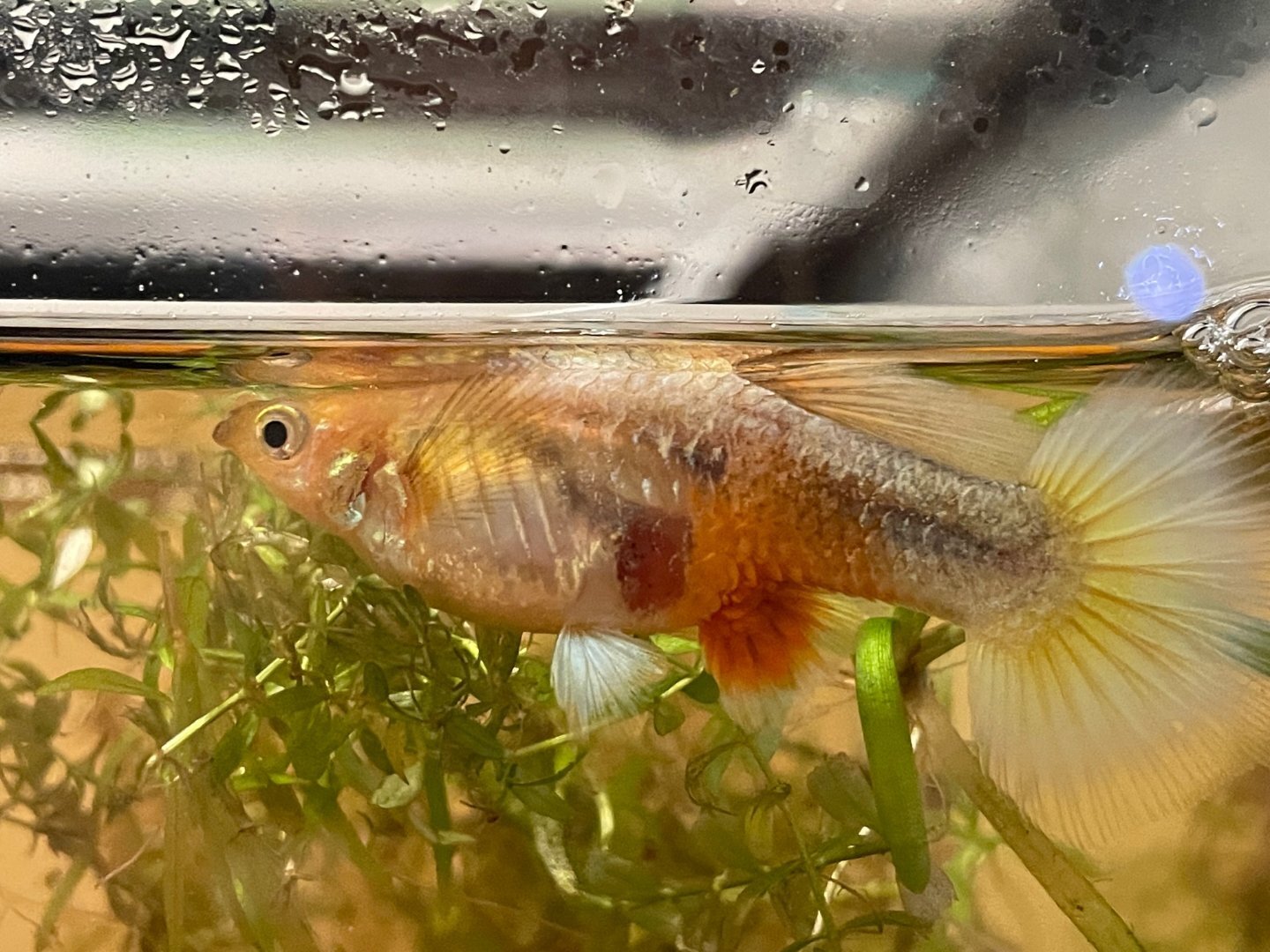 Potential fish TB (tuberculosis) - Diseases - Aquarium Co-Op Forum