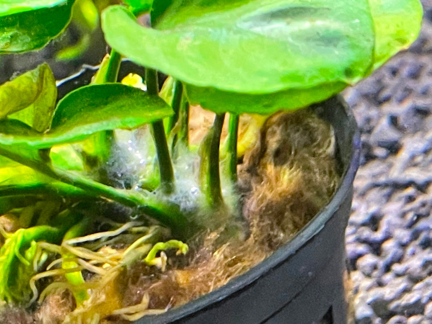 Help! I have white mold in my tank. - General Chat - Aquarium Co-Op Forum
