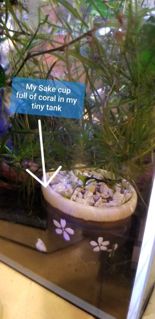 Using ground coral - General Chat - Aquarium Co-Op Forum