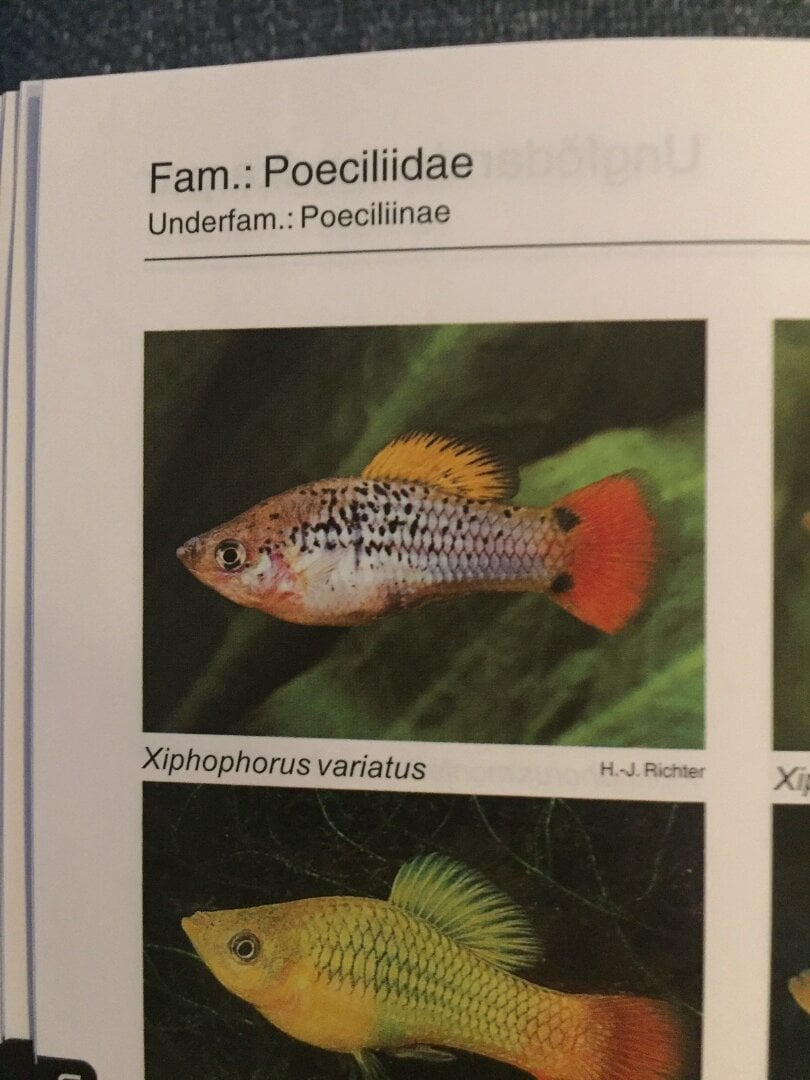 Wild type platys - General Chat - Aquarium Co-Op Forum