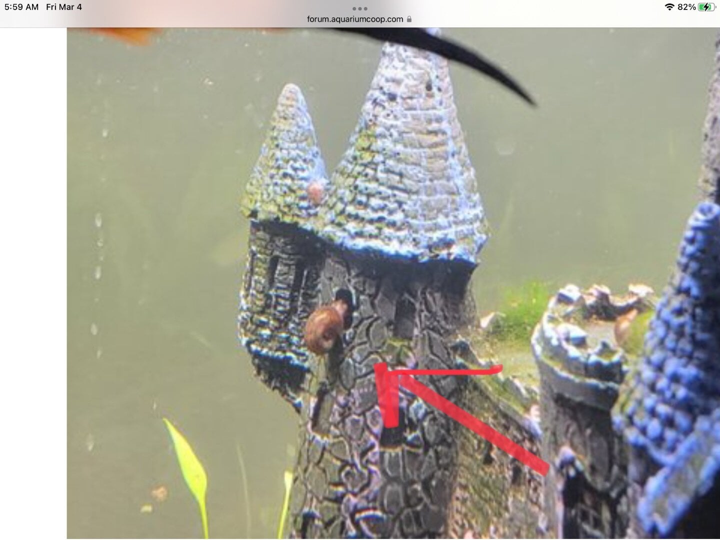 Guppy fin mutation - Fish Breeding - Aquarium Co-Op Forum