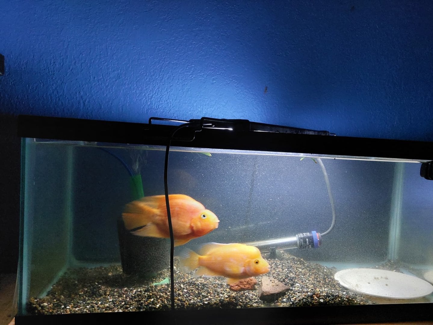 Help breeding blood parrot + midas cichlid - Fish Breeding - Aquarium ...