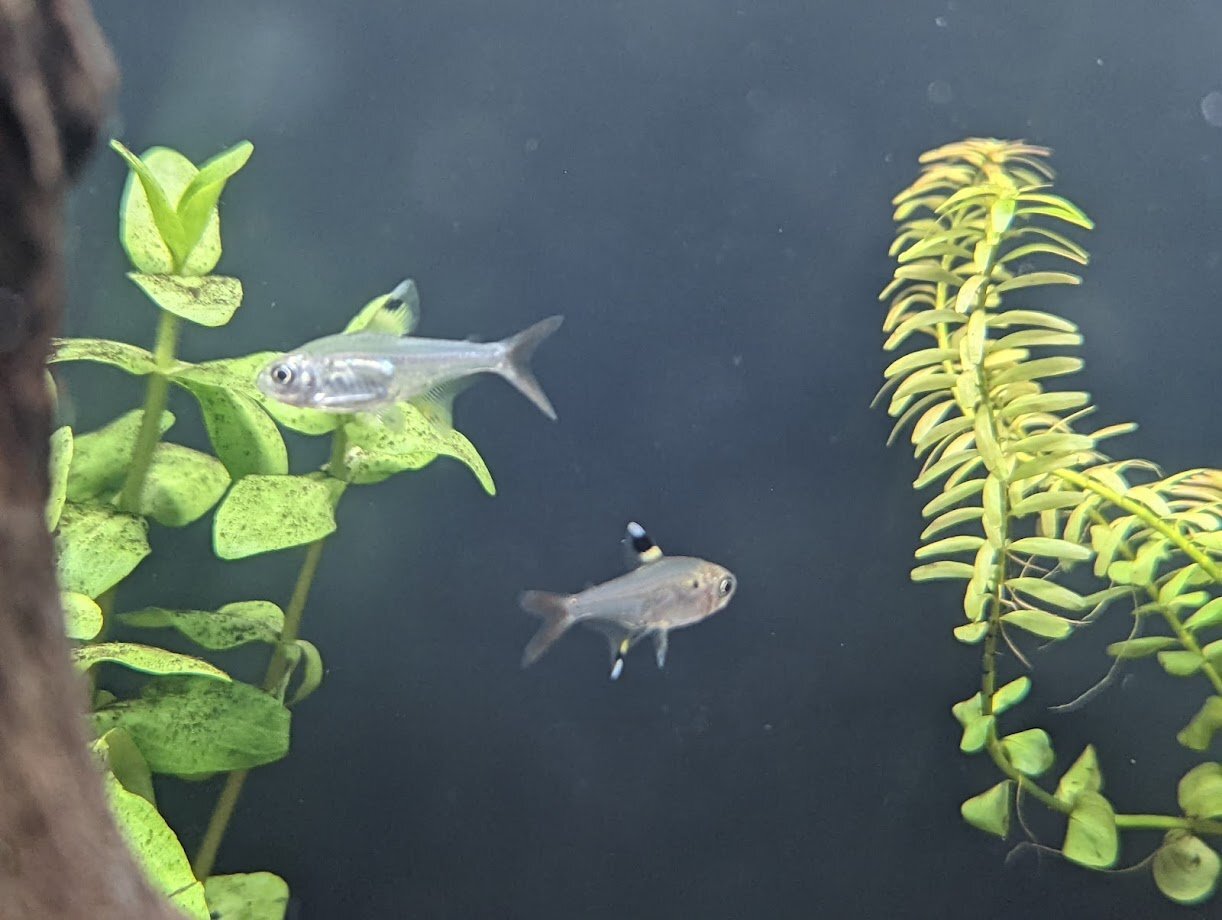 Lemon tetras different. - General Chat - Aquarium Co-Op Forum