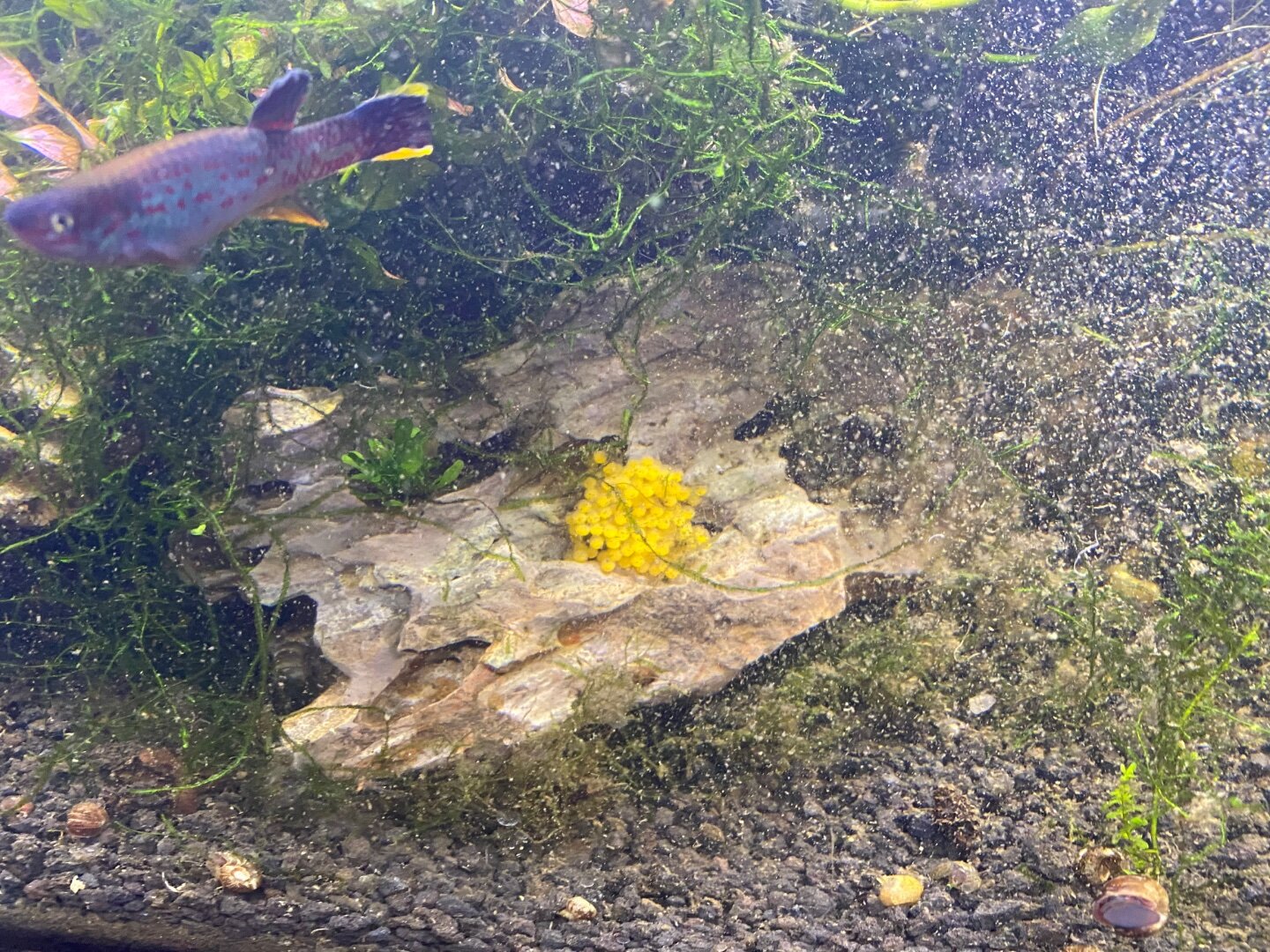 Fish Club Visit, Dr. Ted Coletti Speaker - Photos, Videos & Journals ...
