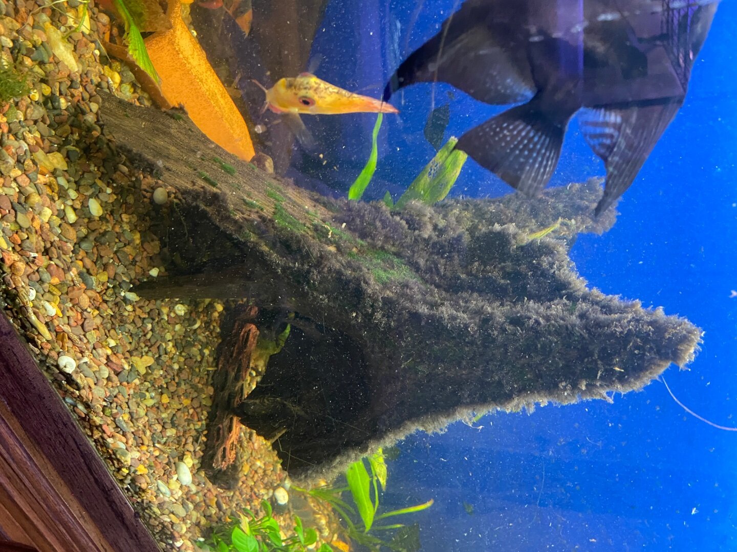Algae or Hydra? - Plants, Algae, and Fertilizers - Aquarium Co-Op Forum