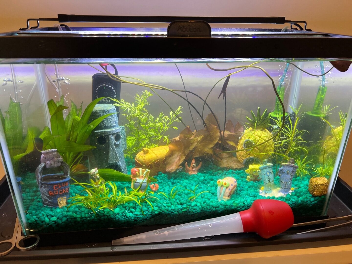 Water sprite - Plants, Algae, and Fertilizers - Aquarium Co-Op Forum