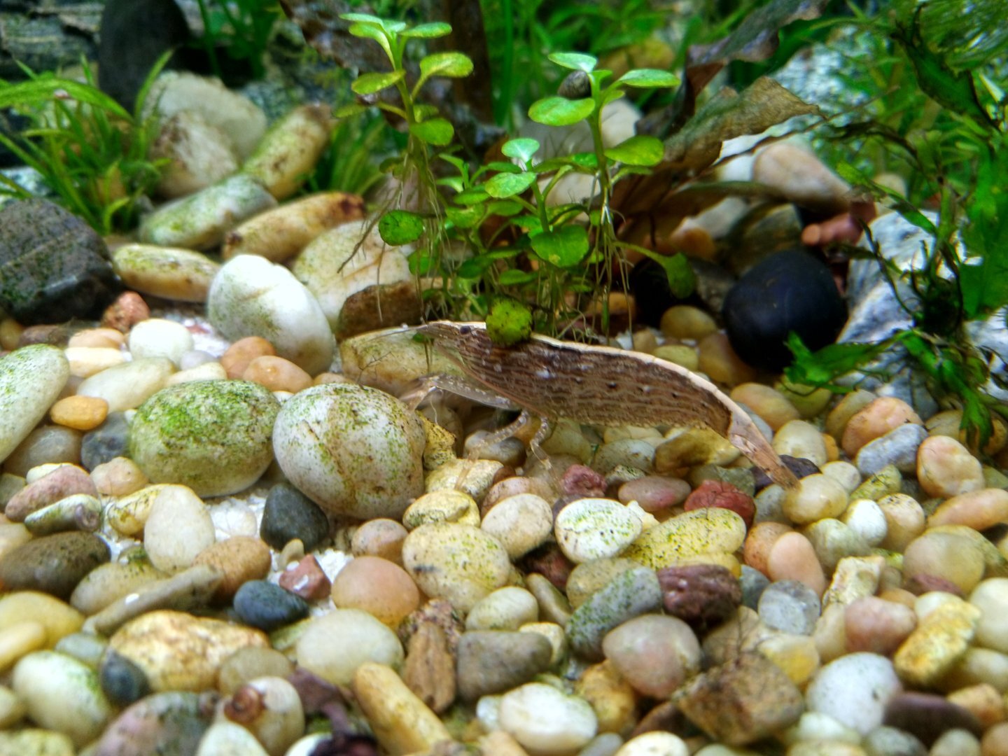 Can we swap fish here? - General Chat - Aquarium Co-Op Forum