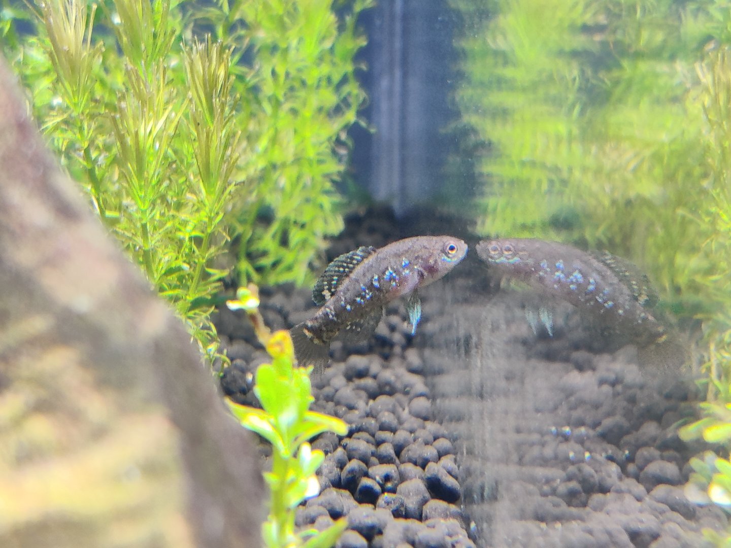 Pygmy sunfish - General Chat - Aquarium Co-Op Forum