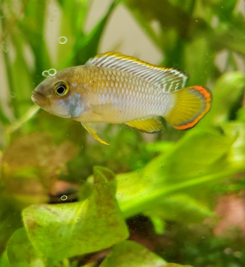 Apisto Plans - Photos, Videos & Journals - Aquarium Co-Op Forum