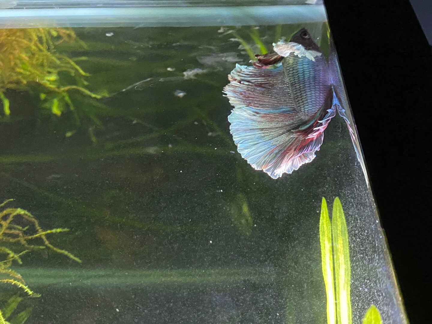 Swollen belly on betta - Diseases - Aquarium Co-Op Forum