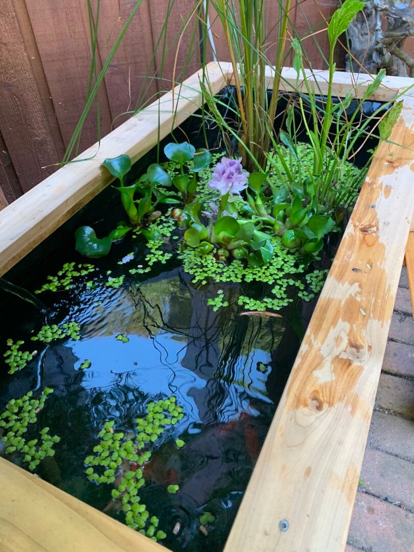 100 gallon outdoor pond fancy goldfish - Photos, Videos & Journals ...