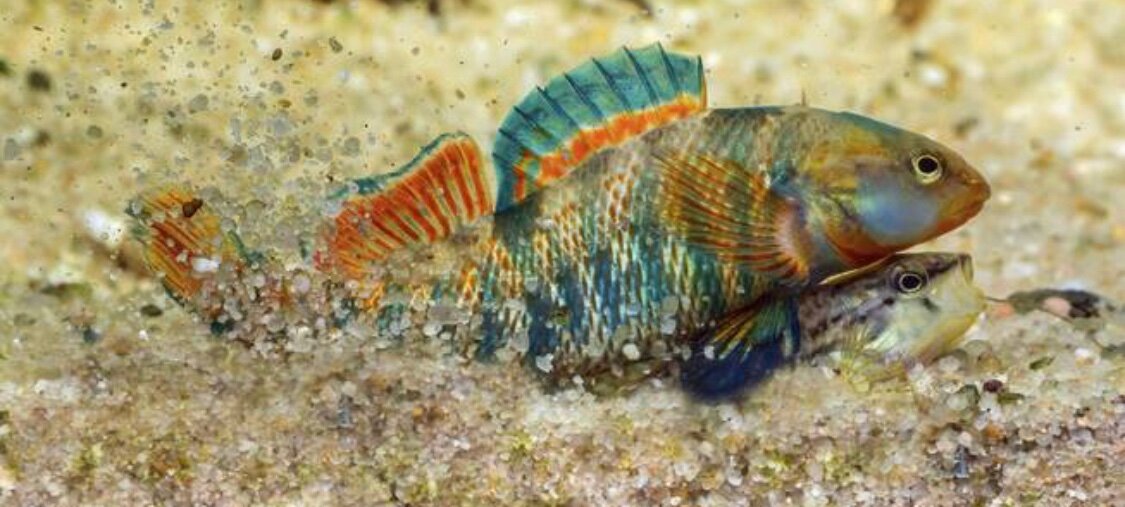 Banded Darter - Spring Colors - Photos, Videos & Journals - Aquarium Co ...