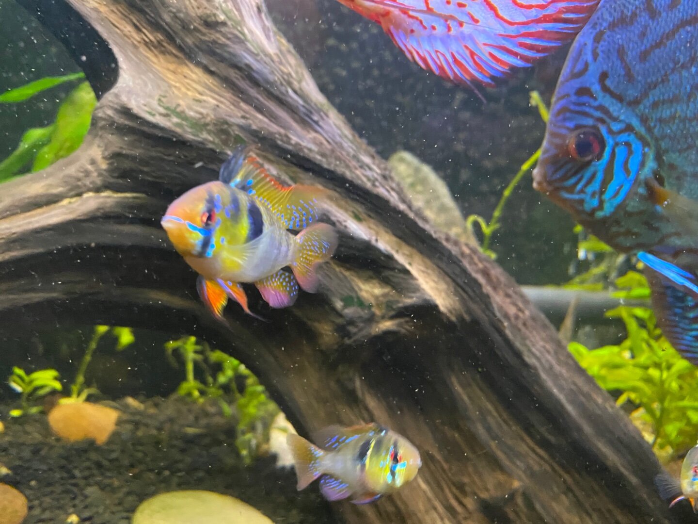 German blue ram displaying odd behavior, potentially sick? - Diseases ...