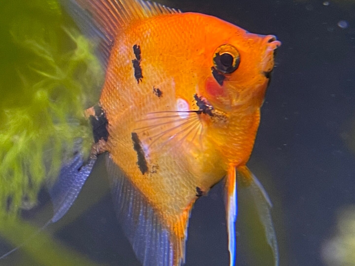 Angel fish spot - Diseases - Aquarium Co-Op Forum