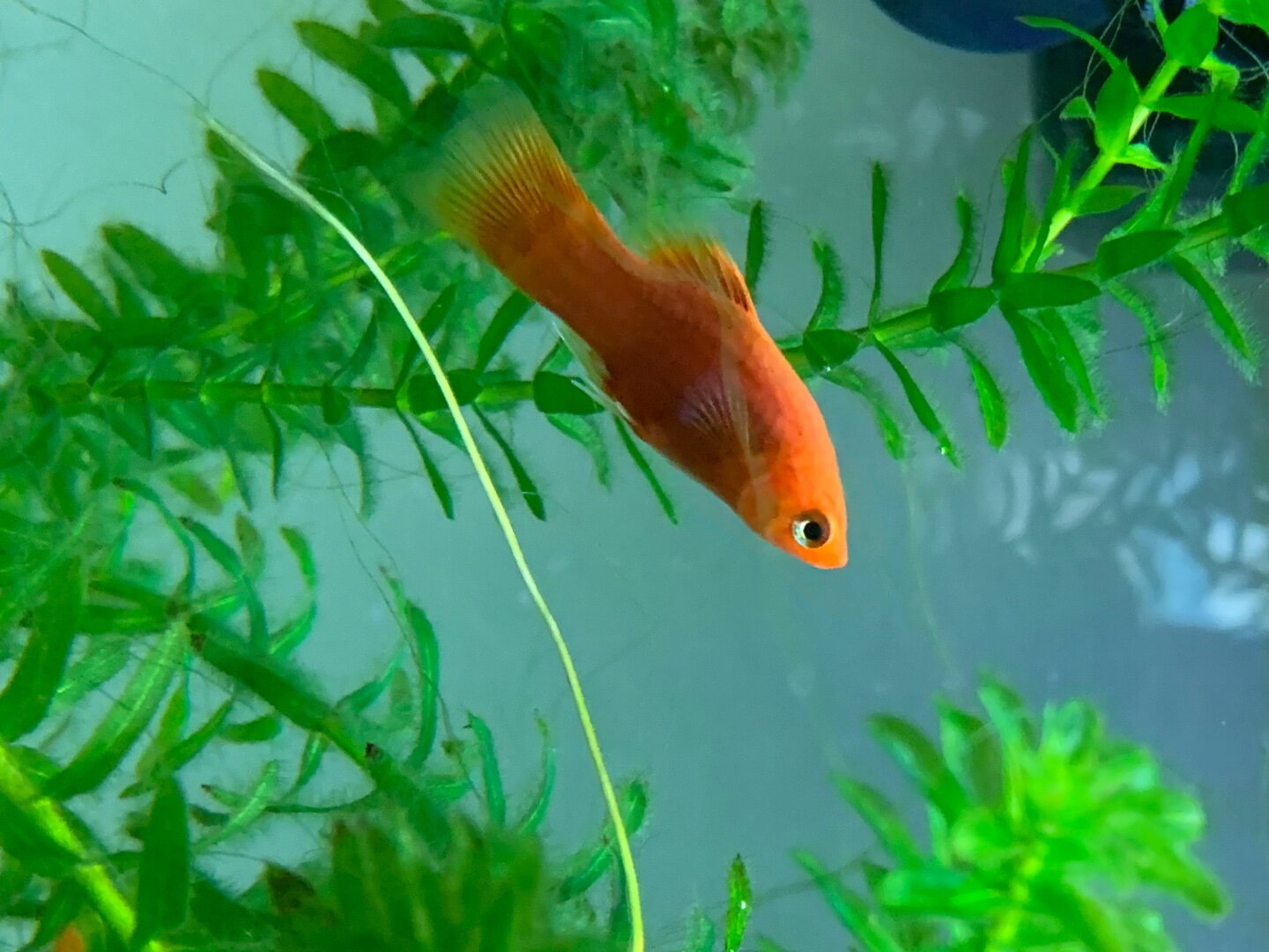 Fish TB? - Diseases - Aquarium Co-Op Forum
