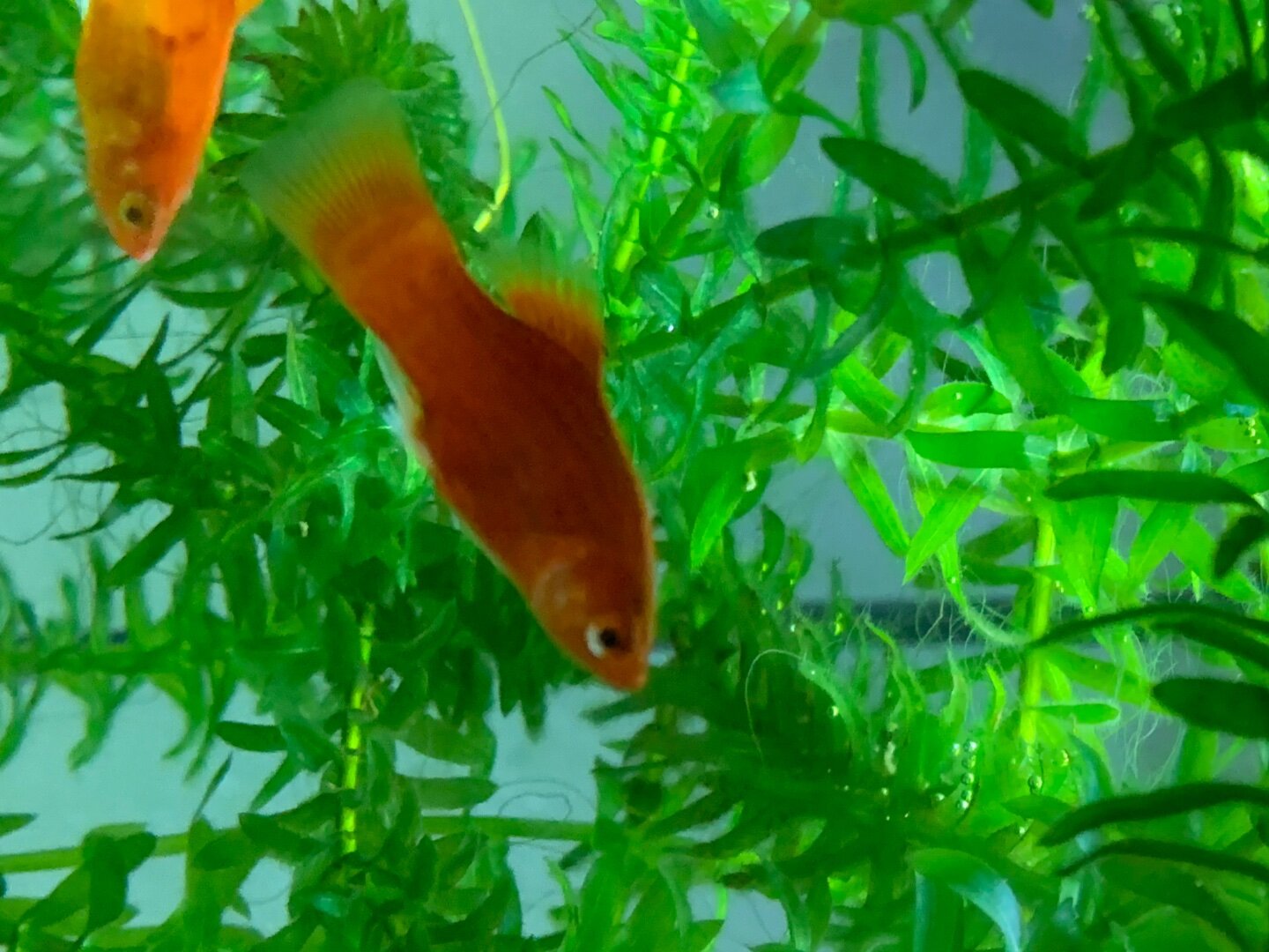 Fish TB? - Diseases - Aquarium Co-Op Forum