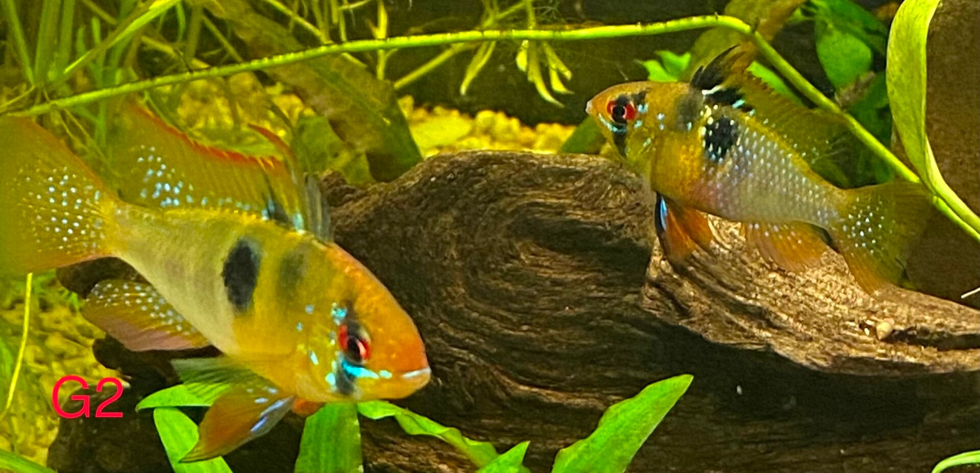 Pulling GBR fry ?’s - Fish Breeding - Aquarium Co-Op Forum