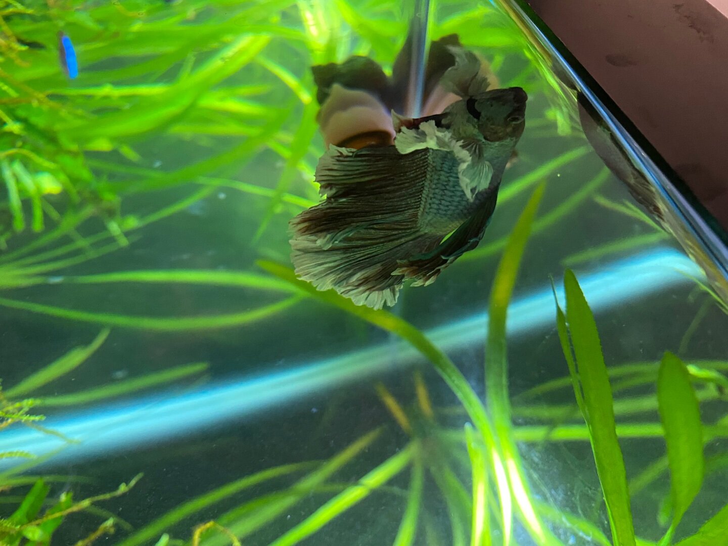 Swollen belly on betta - Diseases - Aquarium Co-Op Forum