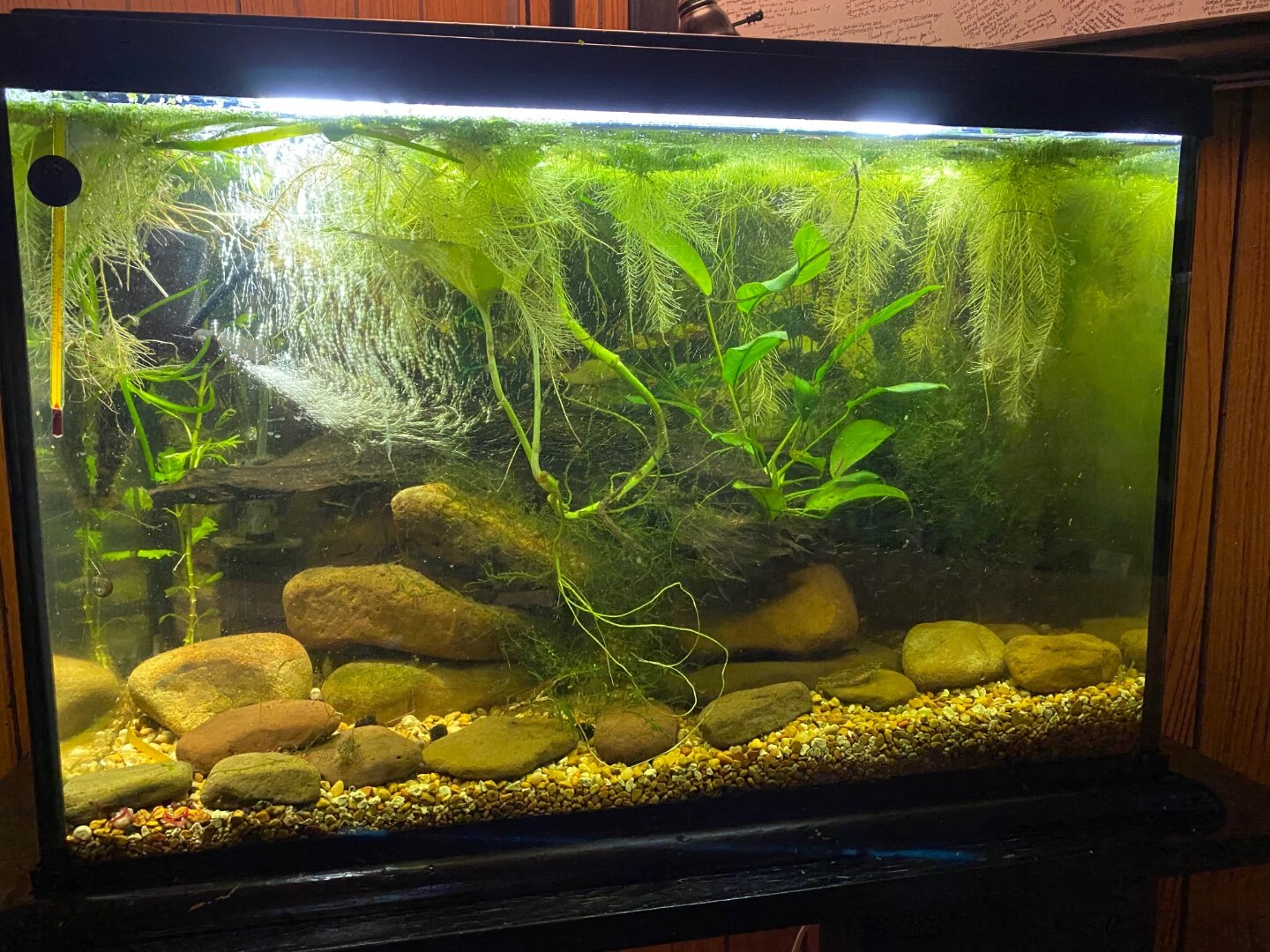Banded Darter - Spring Colors - Photos, Videos & Journals - Aquarium Co ...