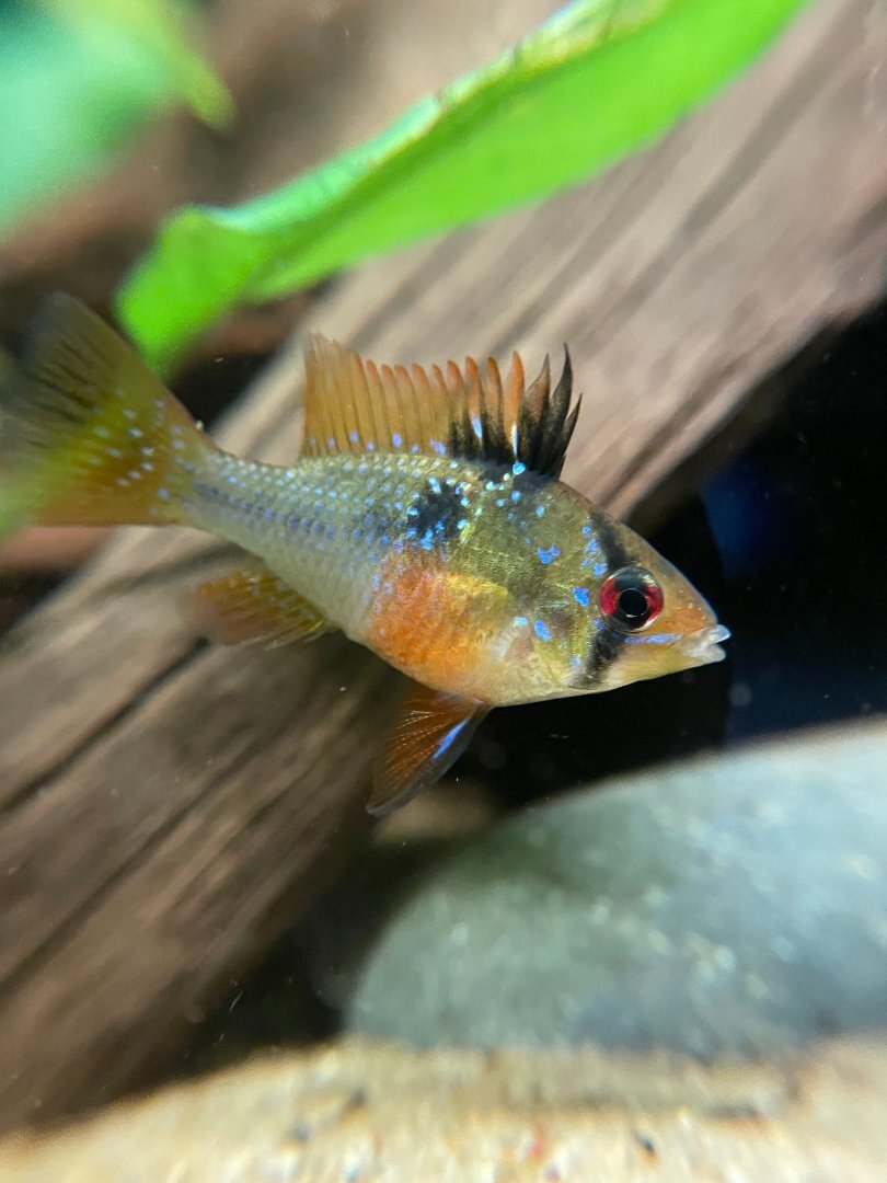 German blue ram displaying odd behavior, potentially sick? - Diseases ...