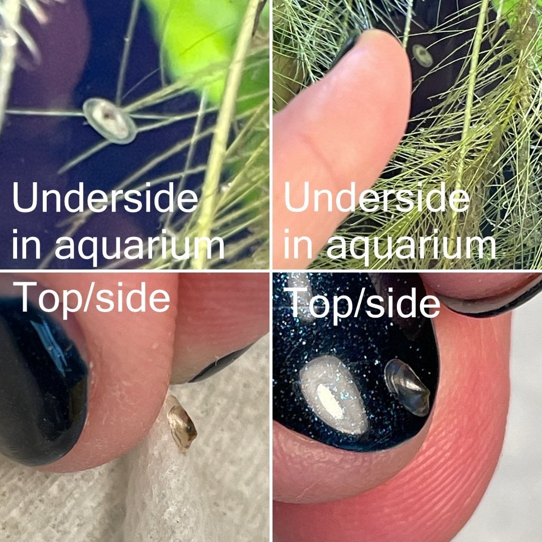 Baby snail or limpet? - General Chat - Aquarium Co-Op Forum