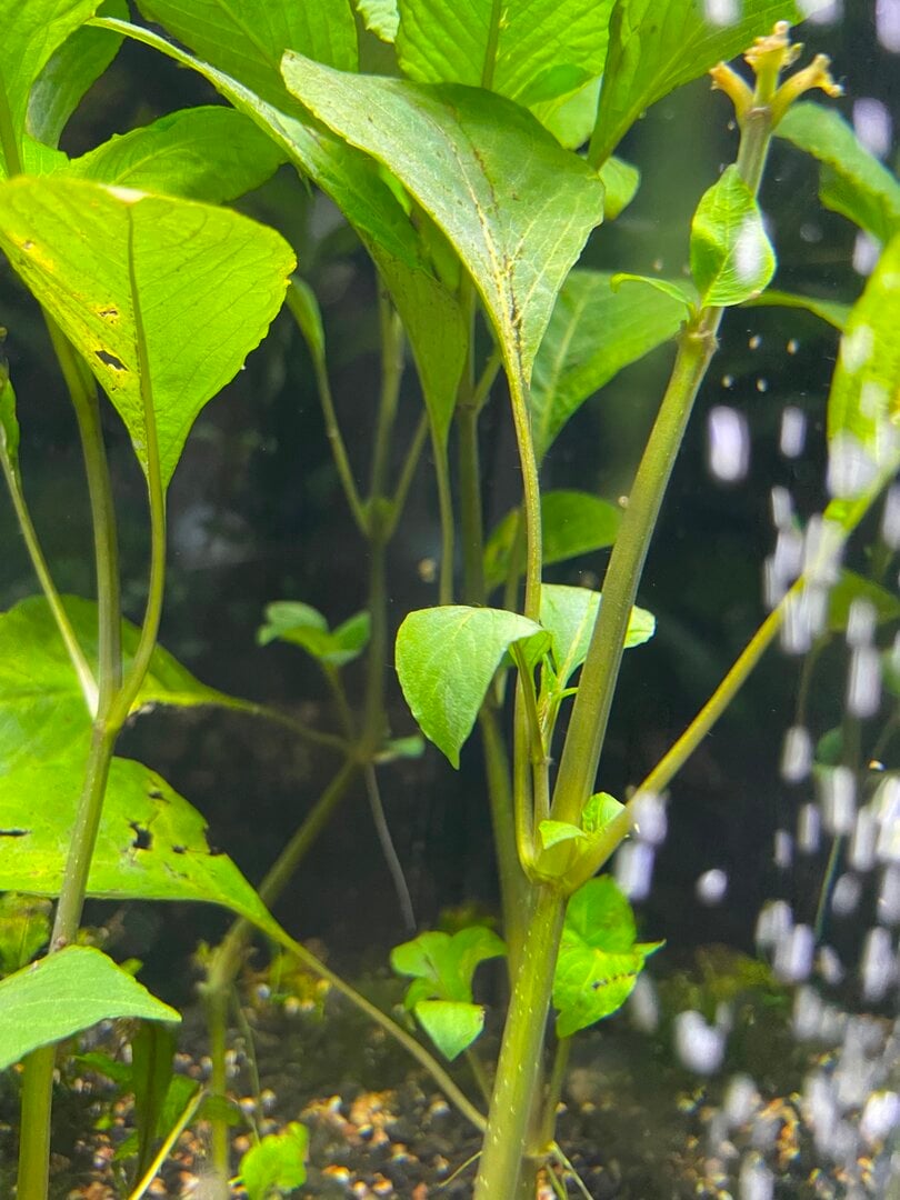 Temple Plant - Plants, Algae, and Fertilizers - Aquarium Co-Op Forum