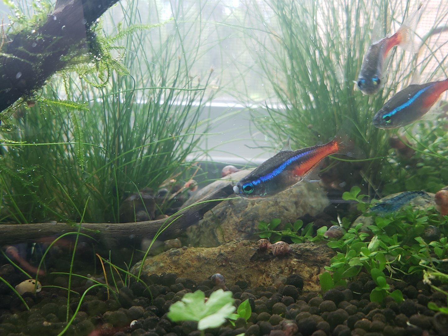 Neon tetra...fungus? Tumor? - Diseases - Aquarium Co-Op Forum