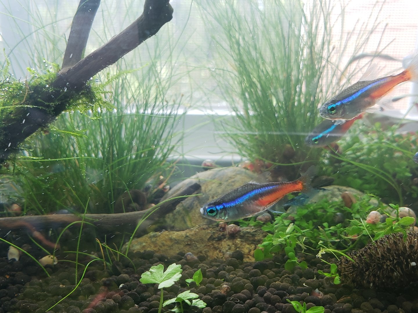Neon tetra...fungus? Tumor? - Diseases - Aquarium Co-Op Forum