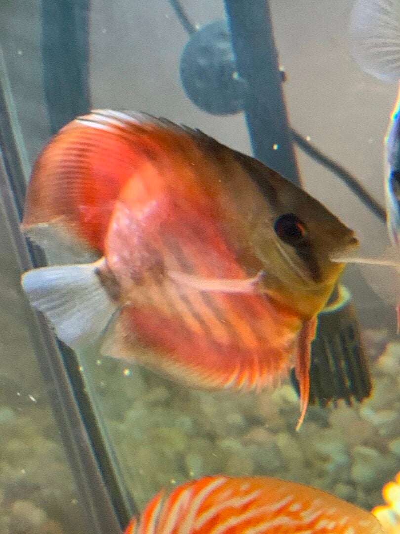 Discus- Fin rot/ cloudy eye Slime - Diseases - Aquarium Co-Op Forum