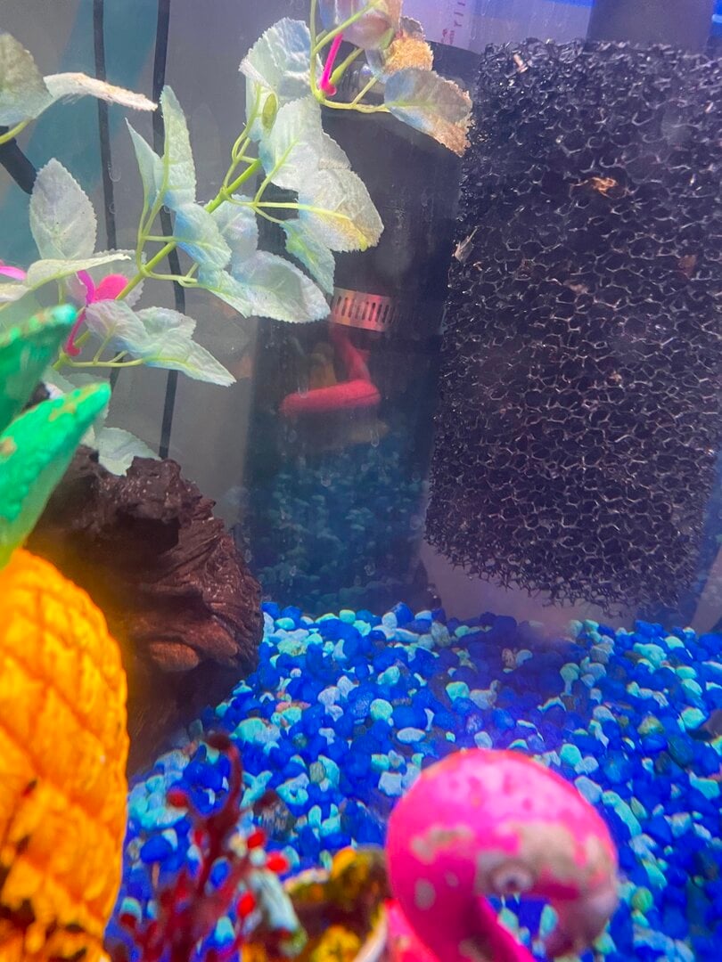 Cascade max flow - General Chat - Aquarium Co-Op Forum