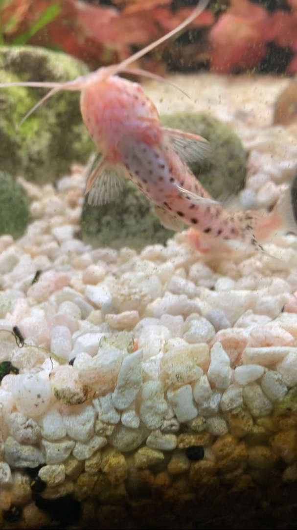 Albino Hoplo cat female or male? - Fish Breeding - Aquarium Co-Op Forum