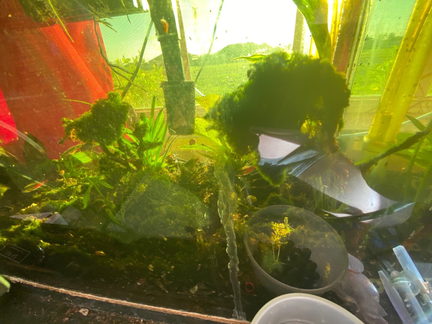 Moss substrate - Photos, Videos & Journals - Aquarium Co-Op Forum