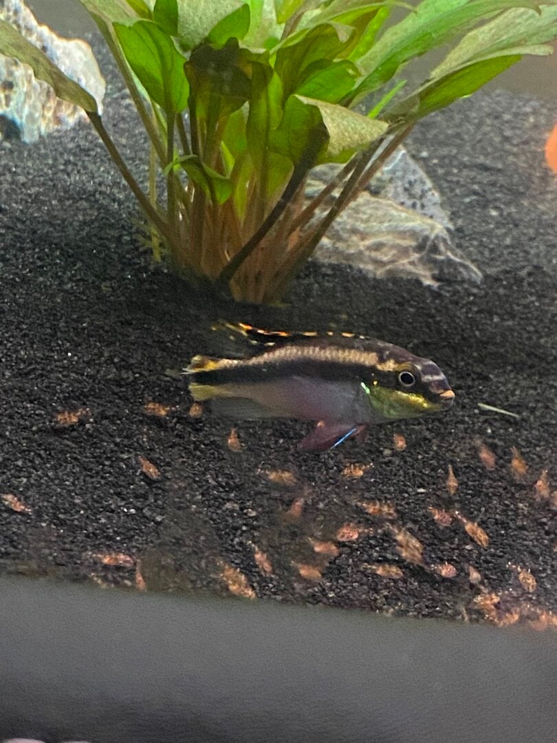 Kribensis Pair - Male harassing female - Fish Breeding - Aquarium Co-Op ...