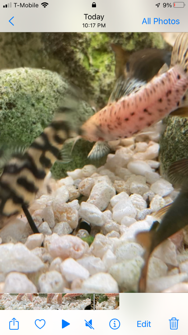 Albino Hoplo cat female or male? - Fish Breeding - Aquarium Co-Op Forum