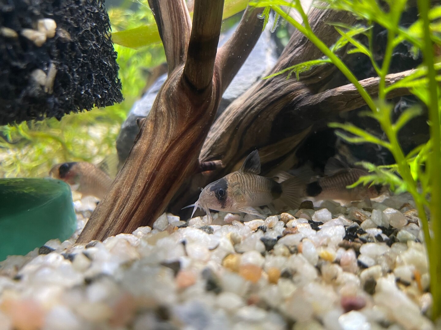 The Panda Cory Appreciation Society🐼 - Page 7 - General Chat - Aquarium ...