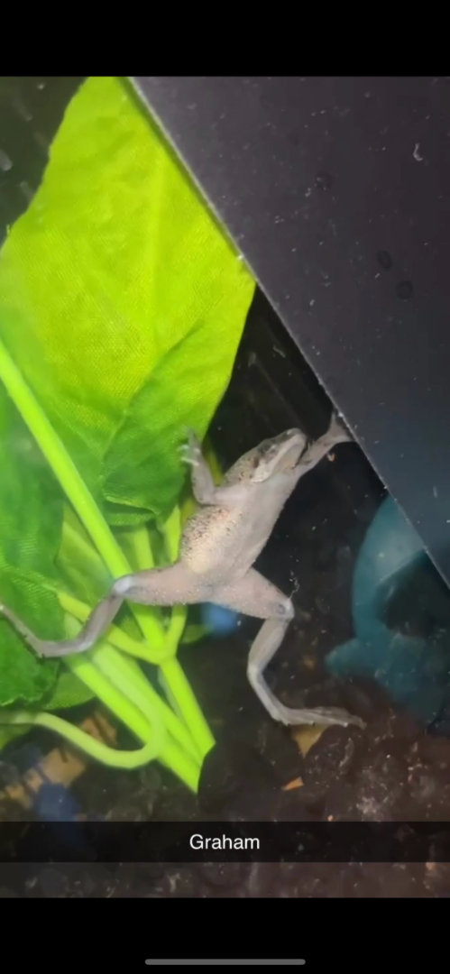 Sick African Dwarf Frog? - Diseases - Aquarium Co-Op Forum