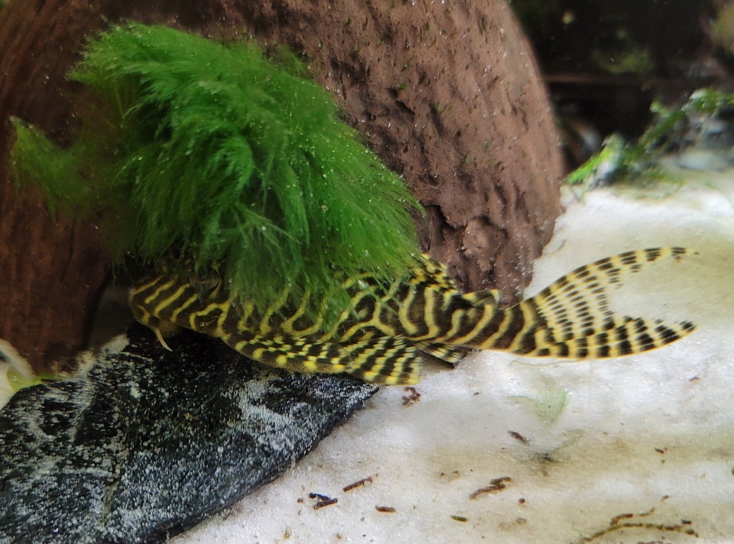 Interested in what types of L number plecos you are keeping - General ...