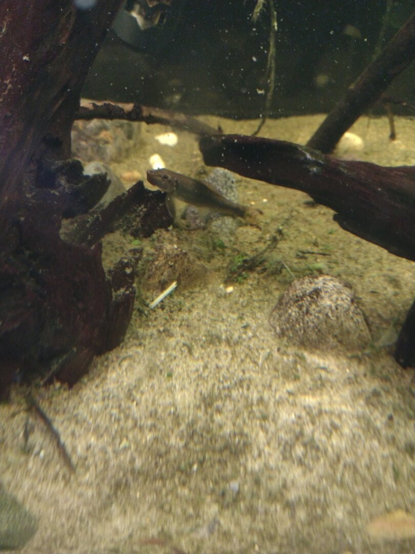 Aggressive Algae eaters! - Photos, Videos & Journals - Aquarium Co-Op Forum