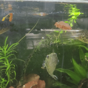 How often do you get color morphs desireable traits in fry - Fish ...