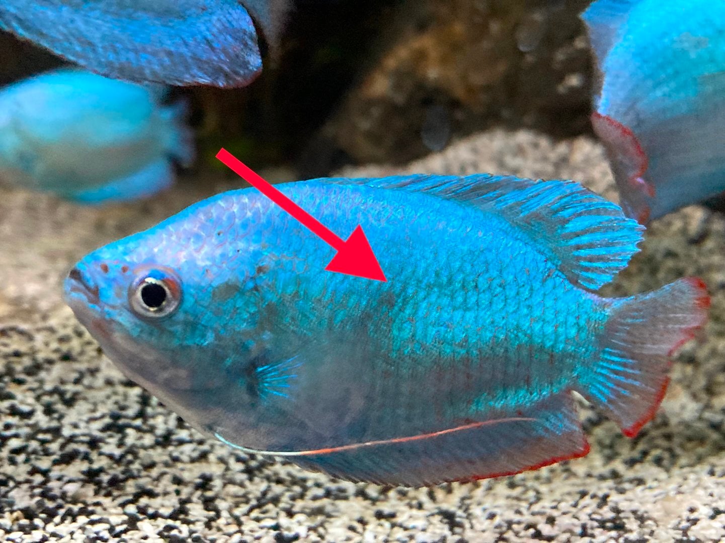 Is this Dwarf Gourami Disease? - Diseases - Aquarium Co-Op Forum