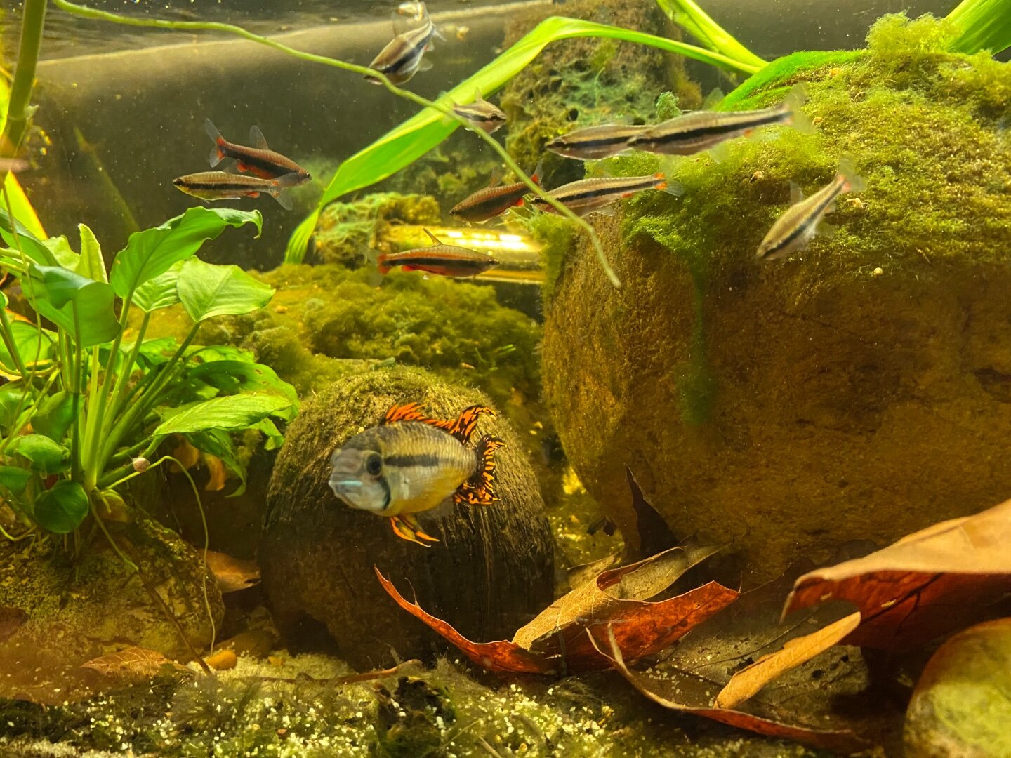 Apistogramma Agassizii Pair - Fish Breeding - Aquarium Co-Op Forum