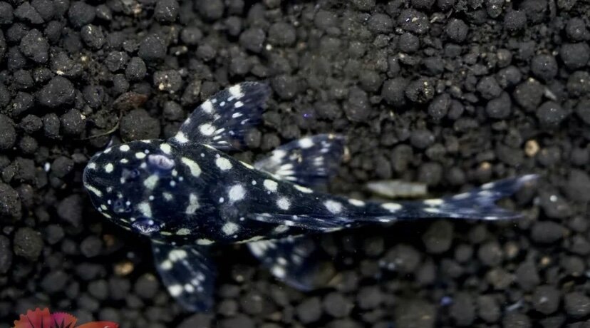 Gold Spot Dwarf Plecos - General Chat - Aquarium Co-Op Forum