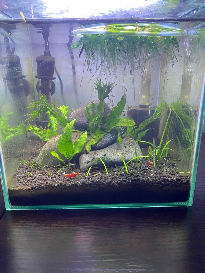 How to clean up such a junky tank - General Chat - Aquarium Co-Op Forum