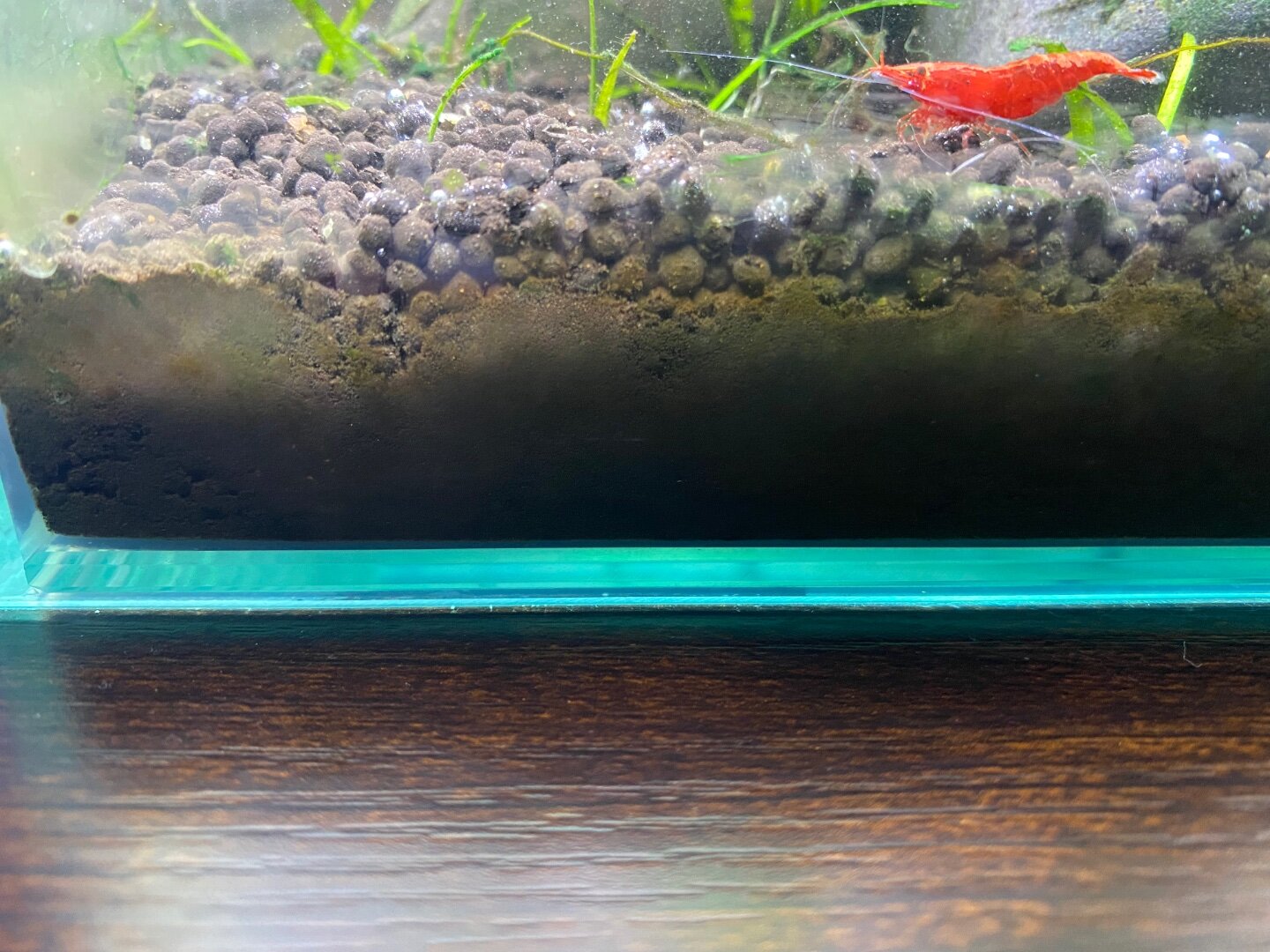 How to clean up such a junky tank - General Chat - Aquarium Co-Op Forum