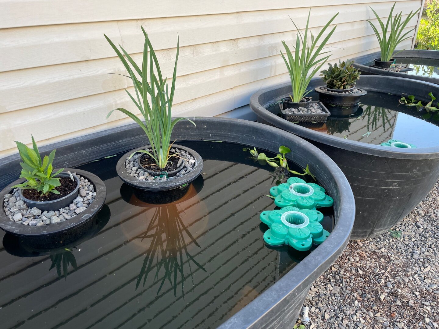 Summer Tub Ponds 2022 - Photos, Videos & Journals - Aquarium Co-Op Forum
